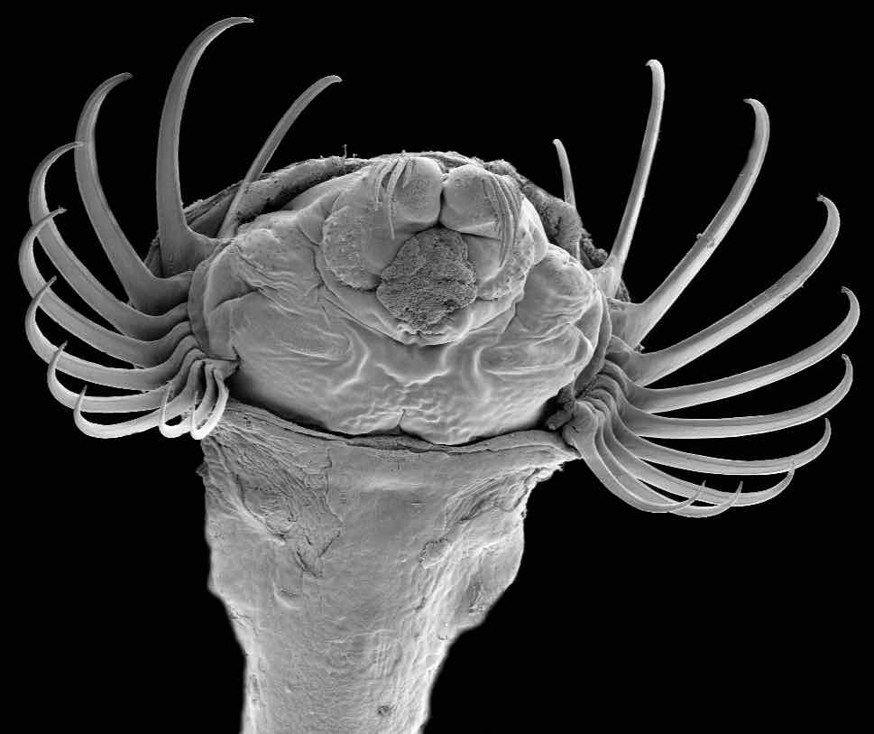 Universitäre Projekte - Meeresschule Pula
